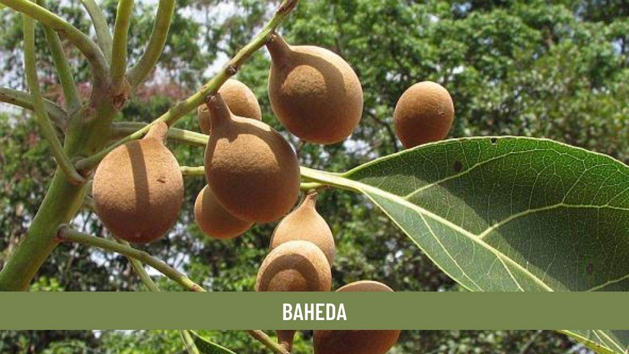 Baheda : Health Benefits, Uses, Dosage and Side Effects