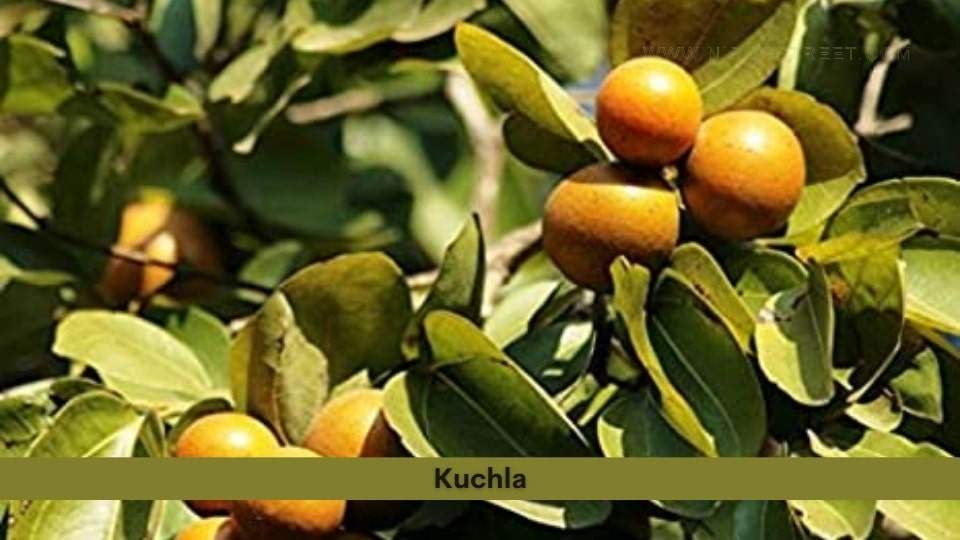 Kuchla: Health Benefits, Uses, Dosage and Side Effects