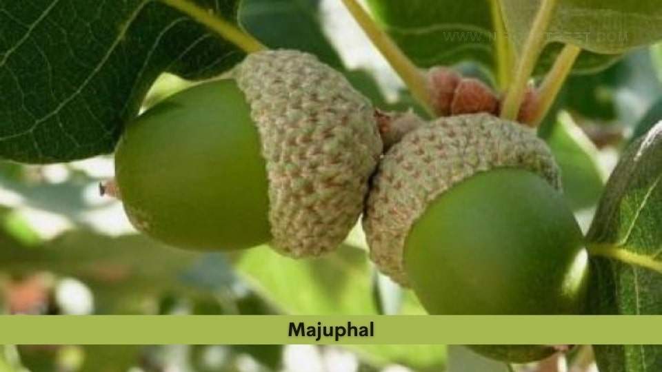 Majuphal: Health Benefits, Uses, Dosage and Side Effects