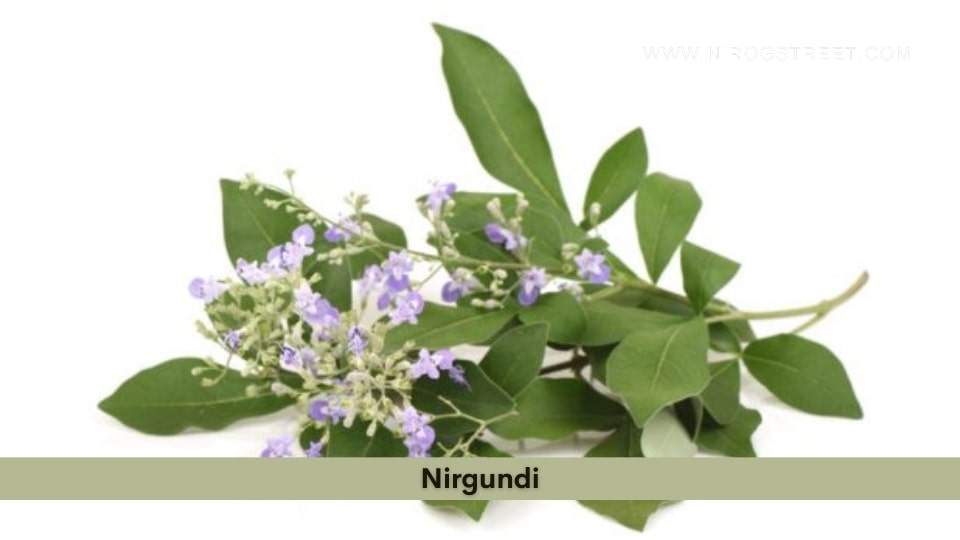 Nirgundi: Health Benefits, Uses, Dosage and Side Effects