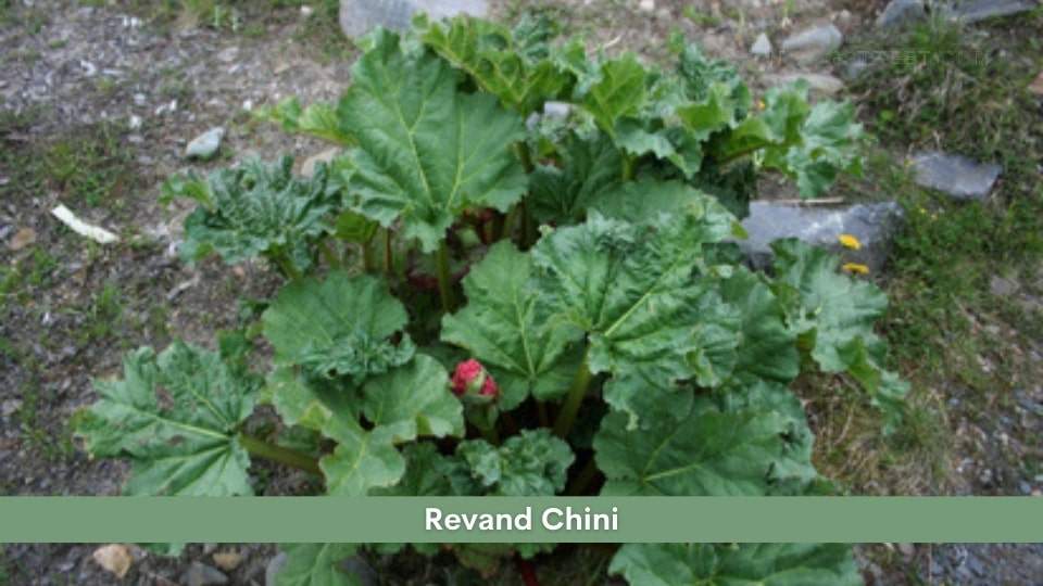 Revand Chini Health Benefits, Uses, Dosage and Side Effects